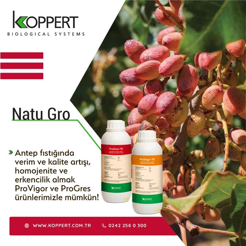 Antepfıstığında verim ve kalitenizi arttırın! | Koppert Türkiye