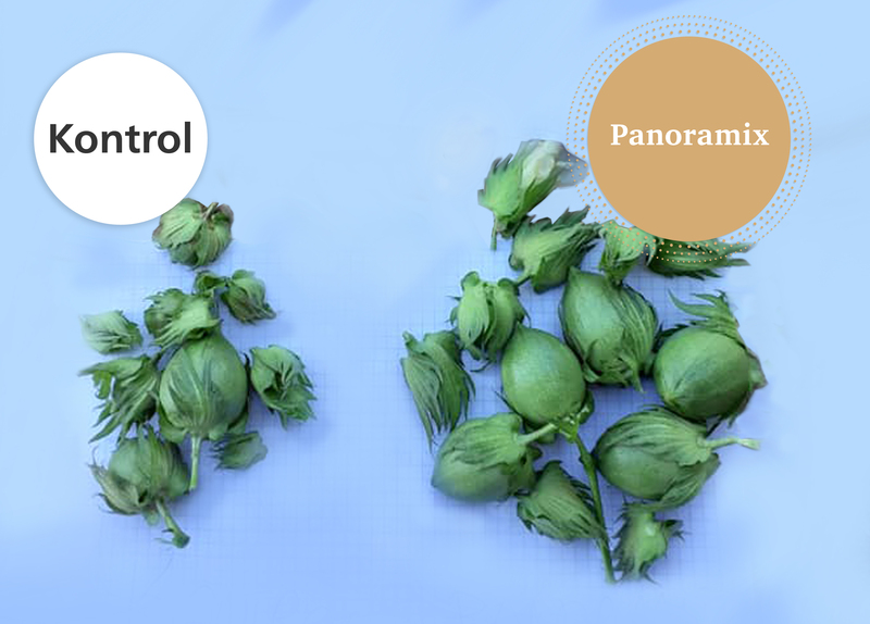 Pamukta verim artışı Panoramix ile mümkün | Koppert Türkiye
