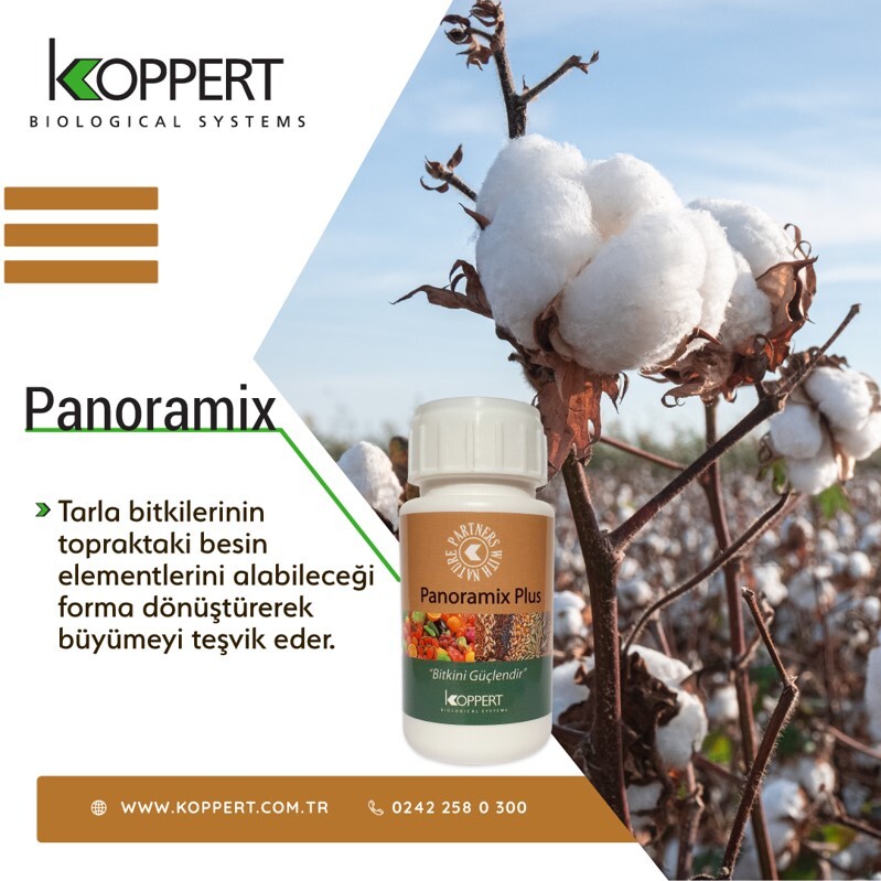 Pamukta verim artışı Panoramix ile mümkün | Koppert Türkiye