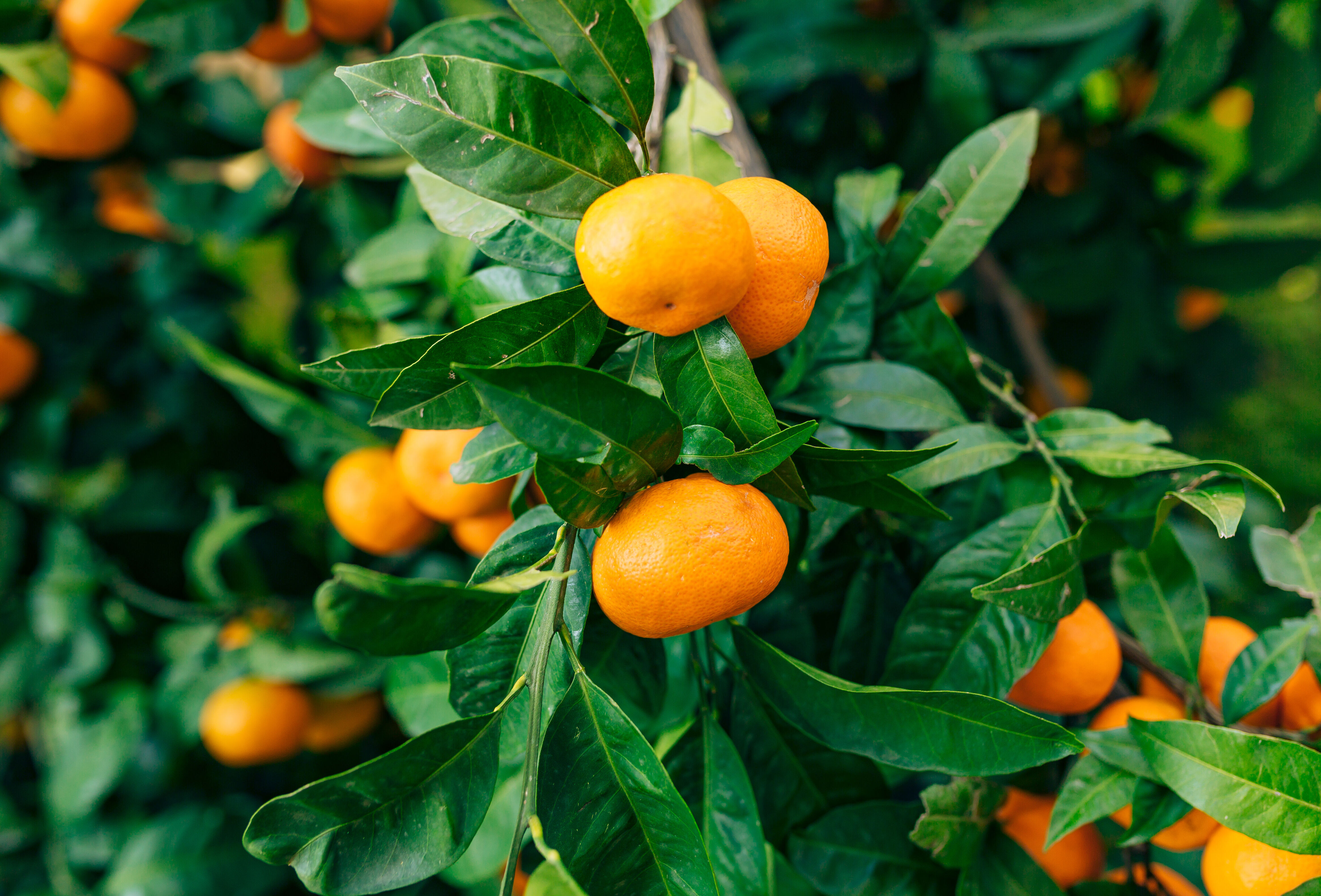 Mandalina | Koppert Türkiye