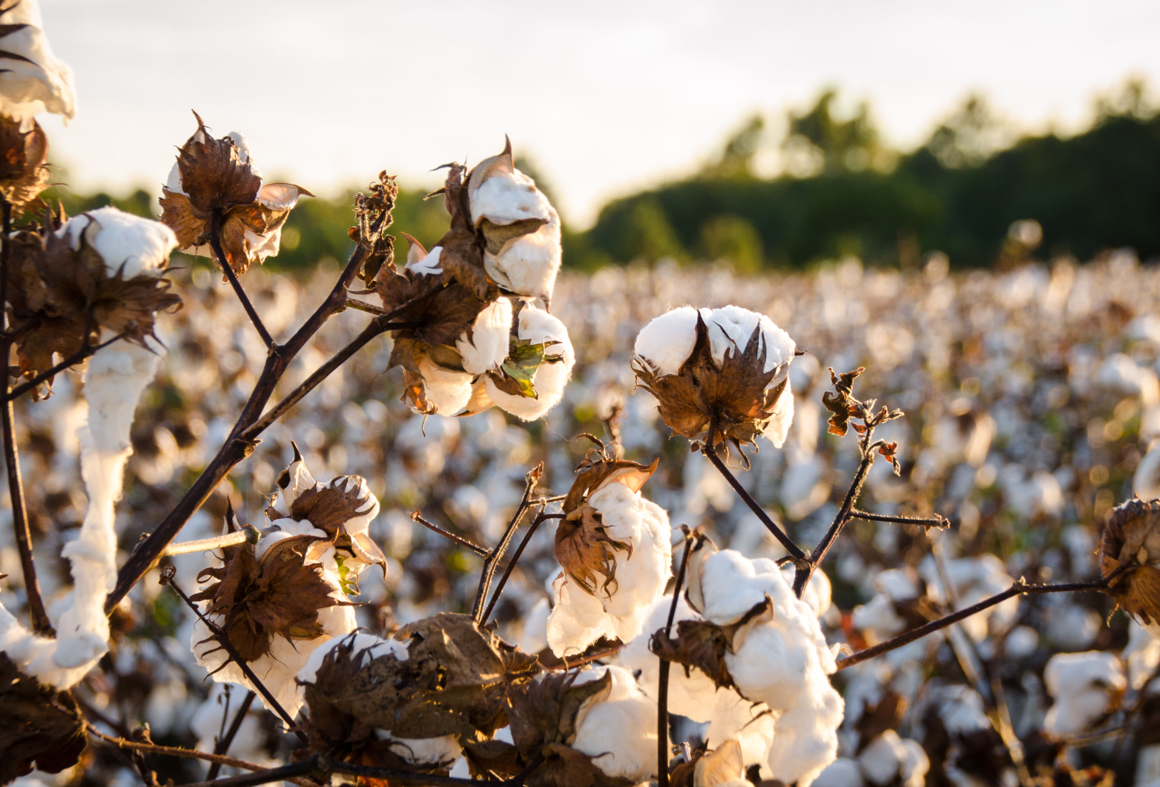 Pamuk | Koppert Türkiye